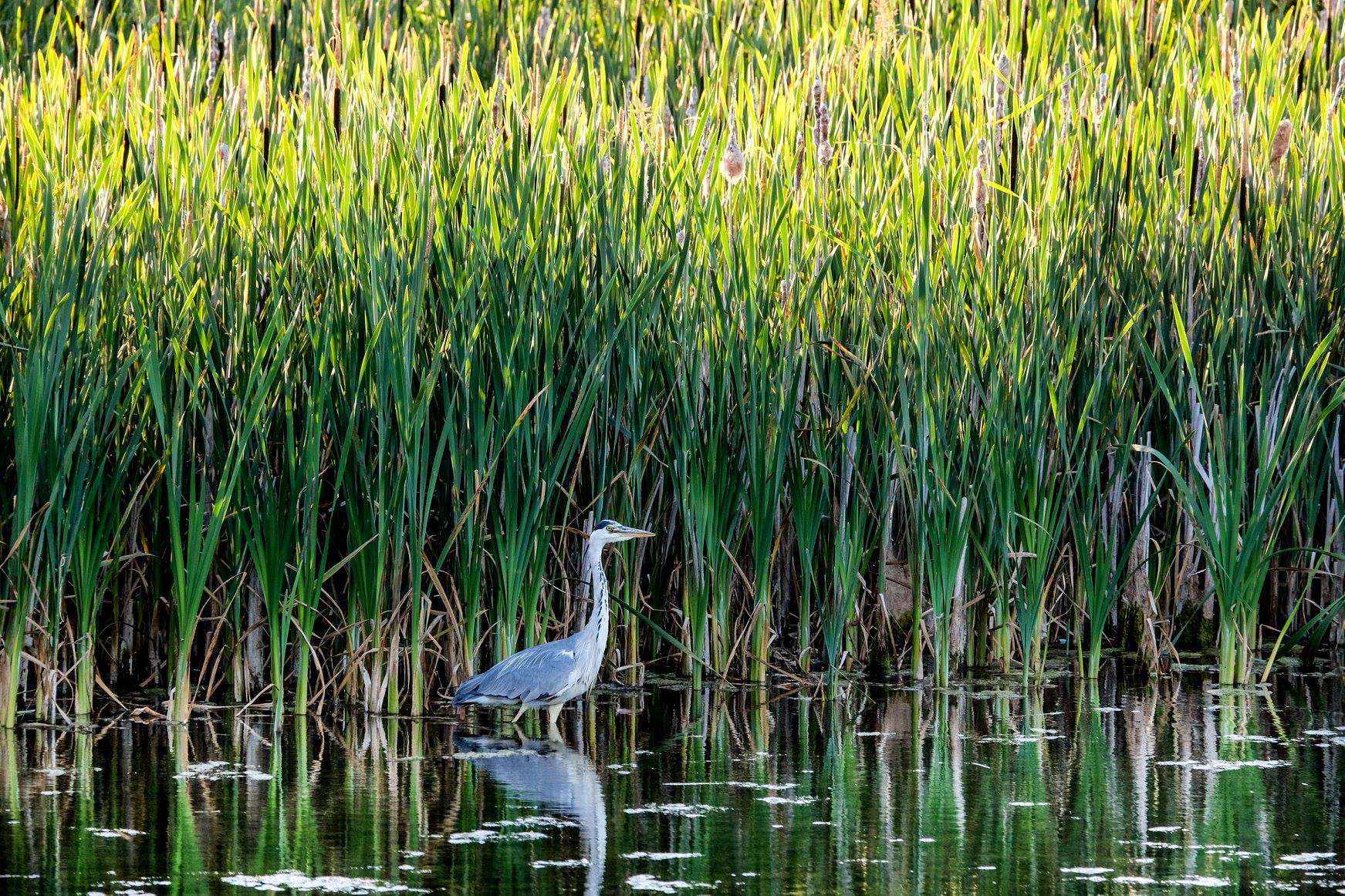 River Nene Information - Elton Boat Club
